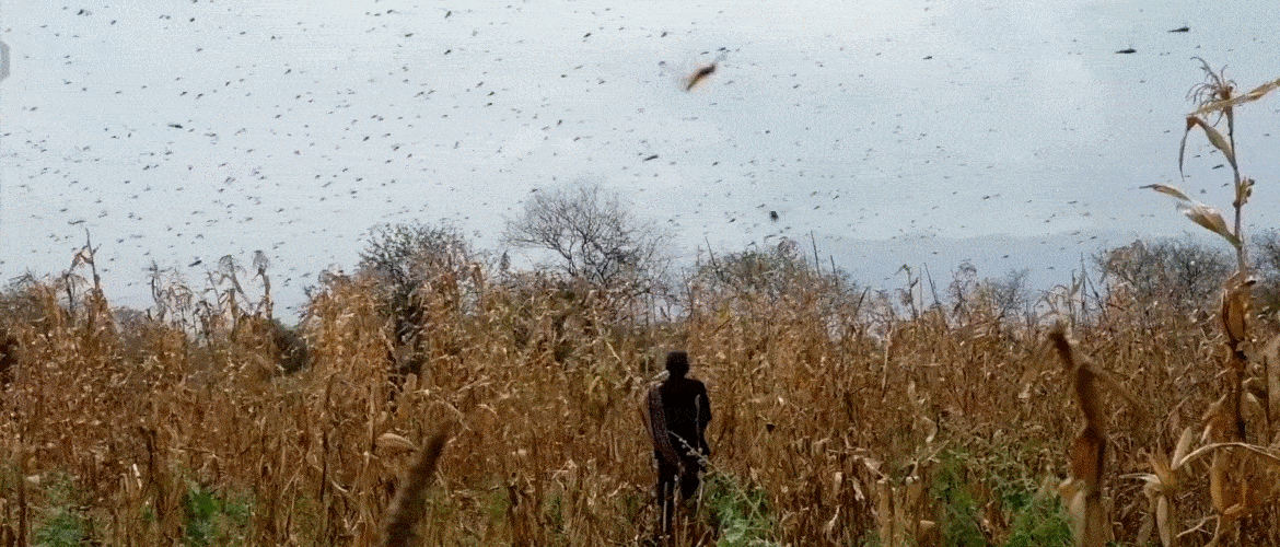 No Oppo Supporters - General AFL discussion and other club news | Page ...